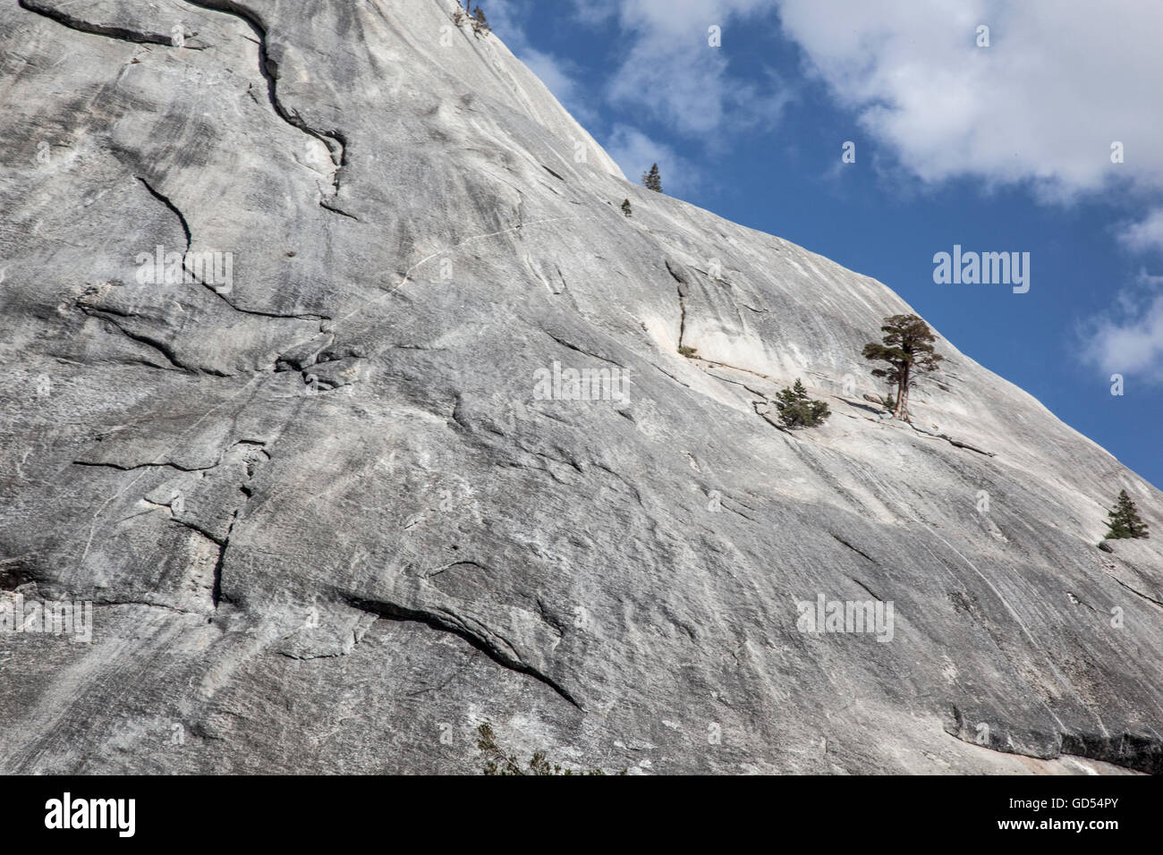 Arbres qui poussent dans les rochers Banque de photographies et d ...