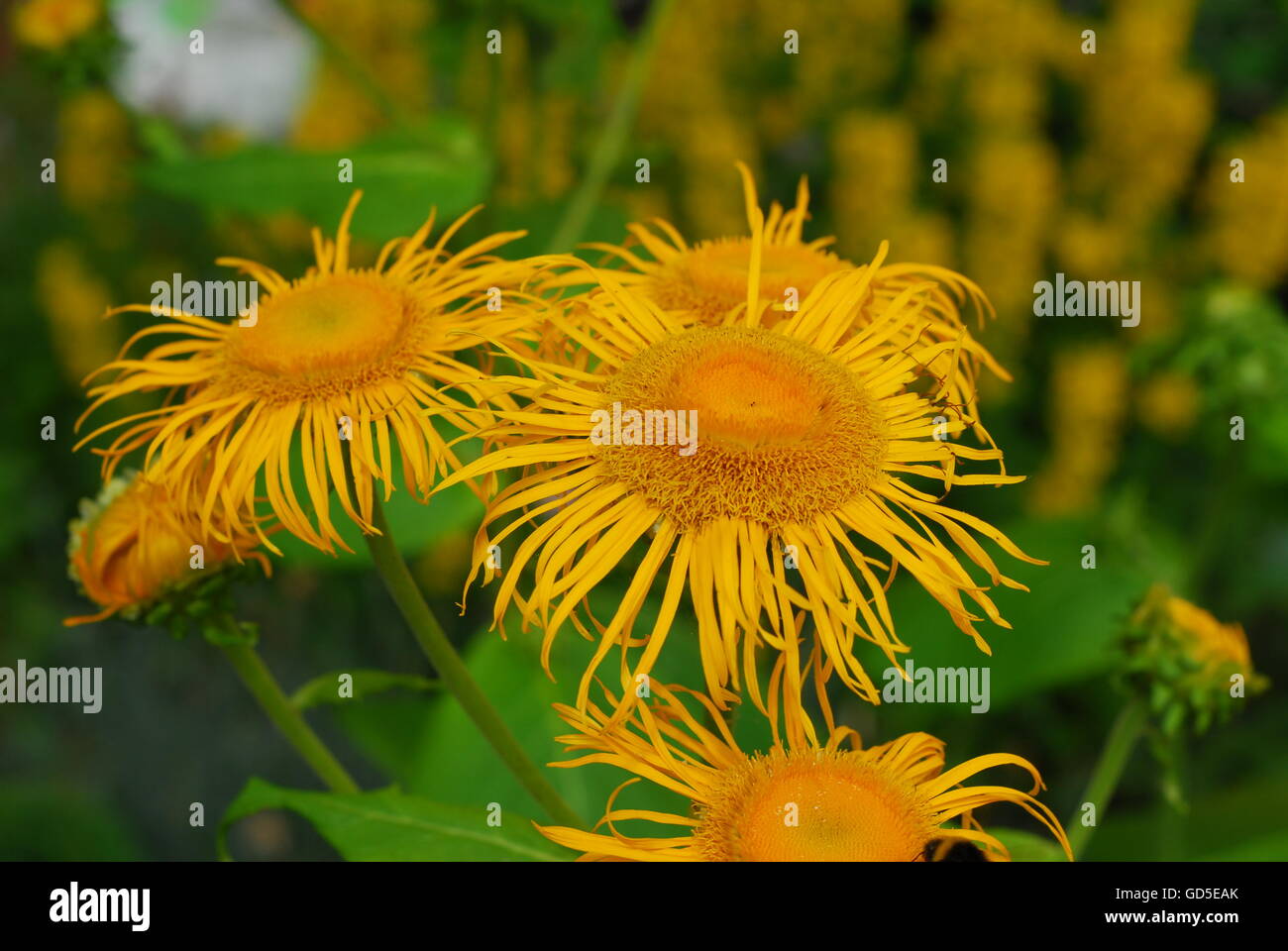 Elecampane fleur inula helenium Banque de photographies et d’images à ...
