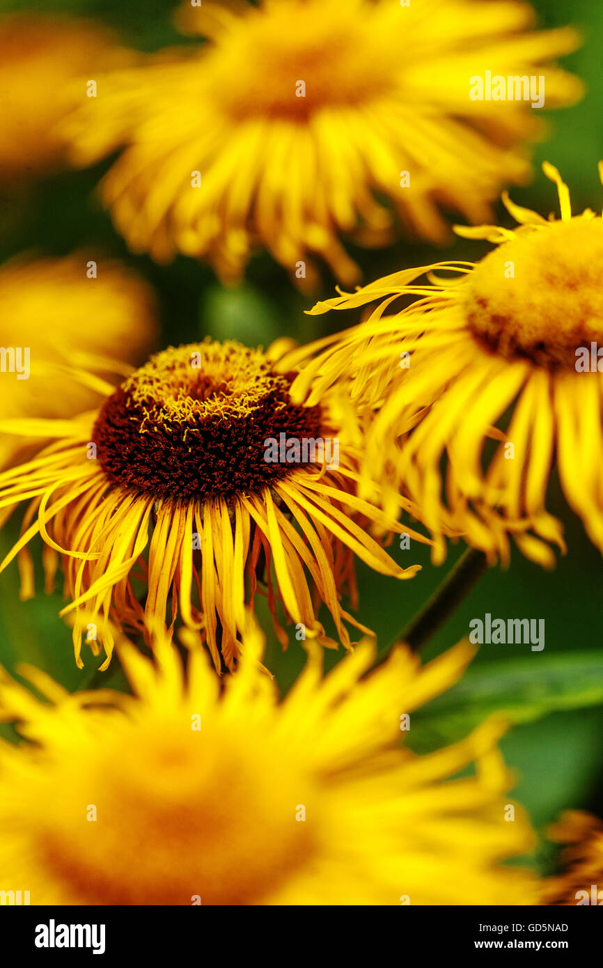 Giant inula inula magnifica Banque de photographies et d’images à haute ...