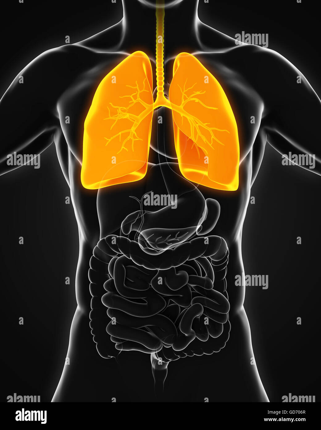 Système respiratoire Banque de photographies et d’images à haute ...