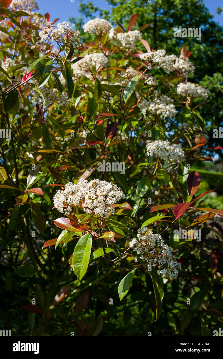 Photinia x fraseri Red Robin fleurs arbres Photo Stock - Alamy