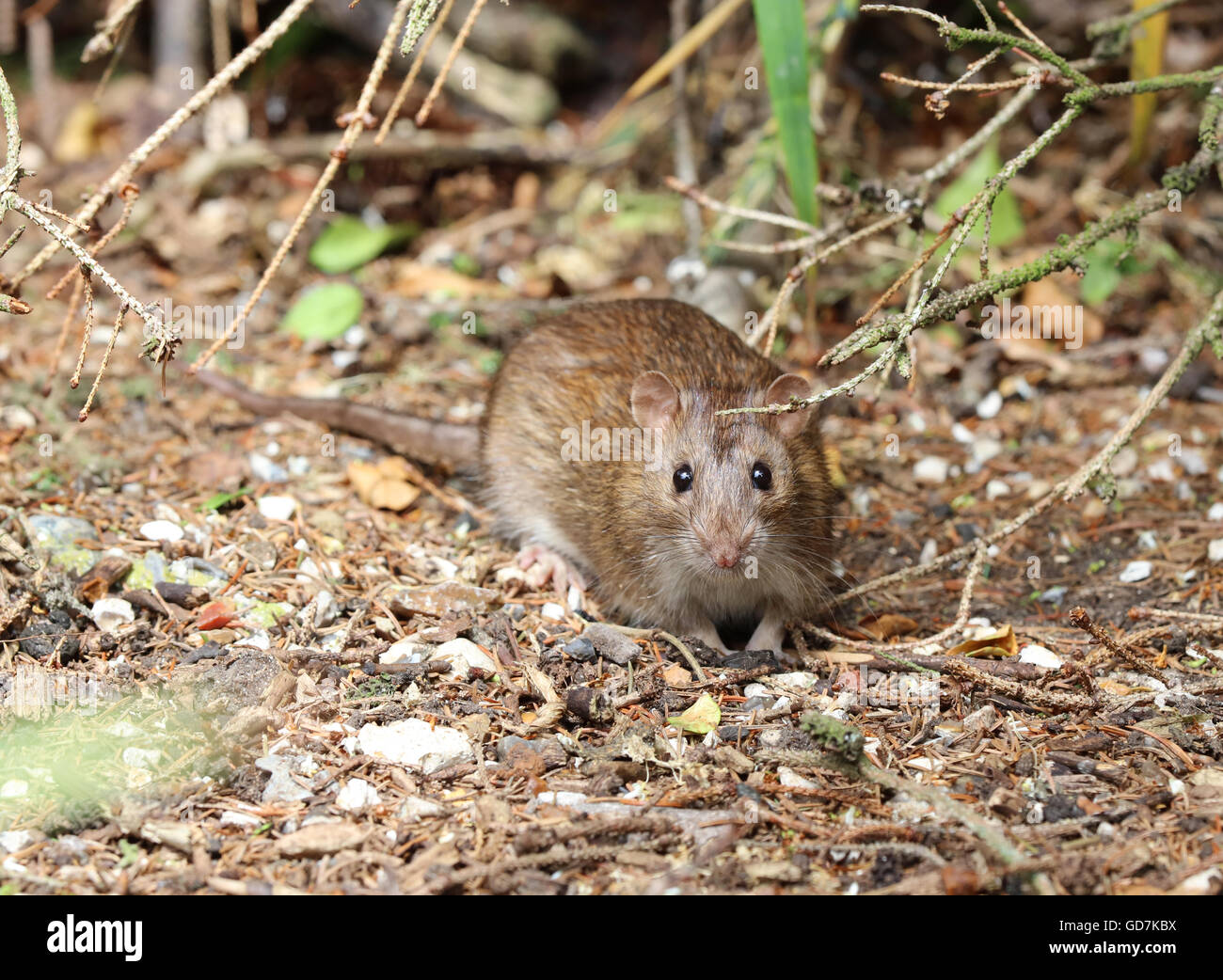 Wild rat Banque de photographies et d’images à haute résolution - Alamy