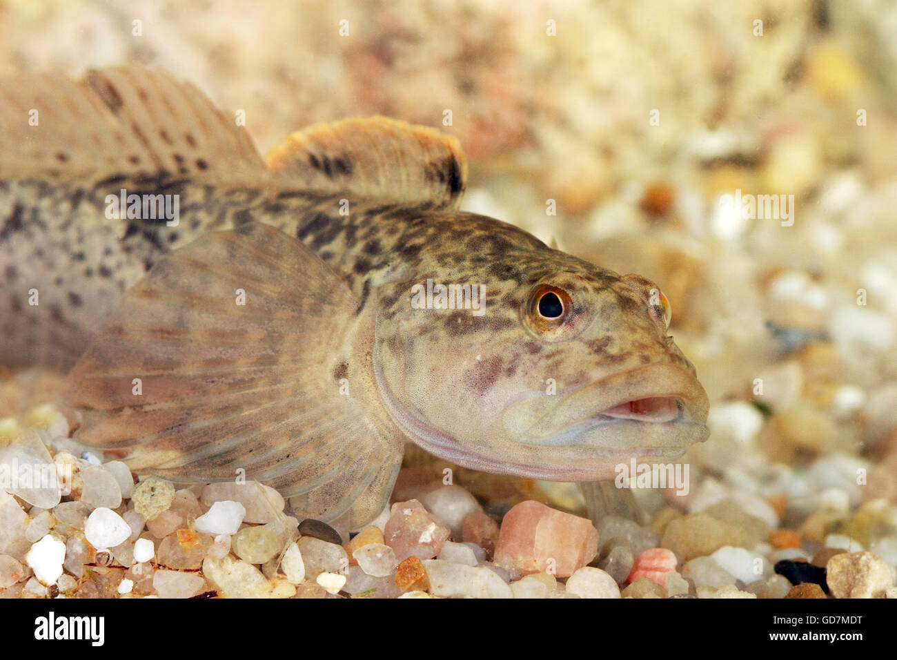 Cottus gobio Banque de photographies et d’images à haute résolution - Alamy