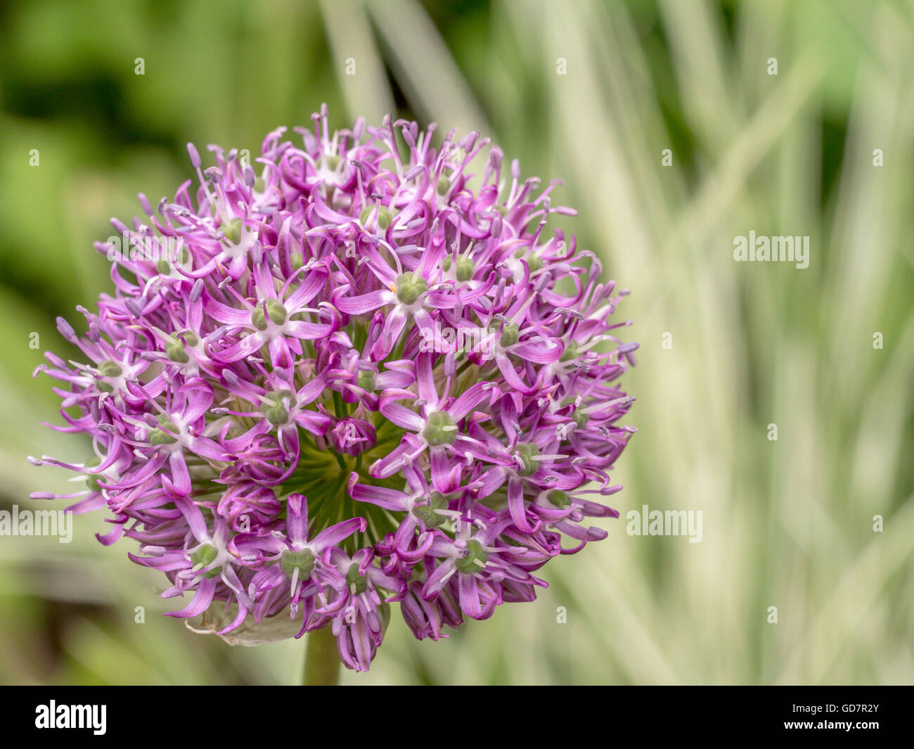 L'Oignon Allium giganteum géant, fleur en fleur au printemps en jardin ...