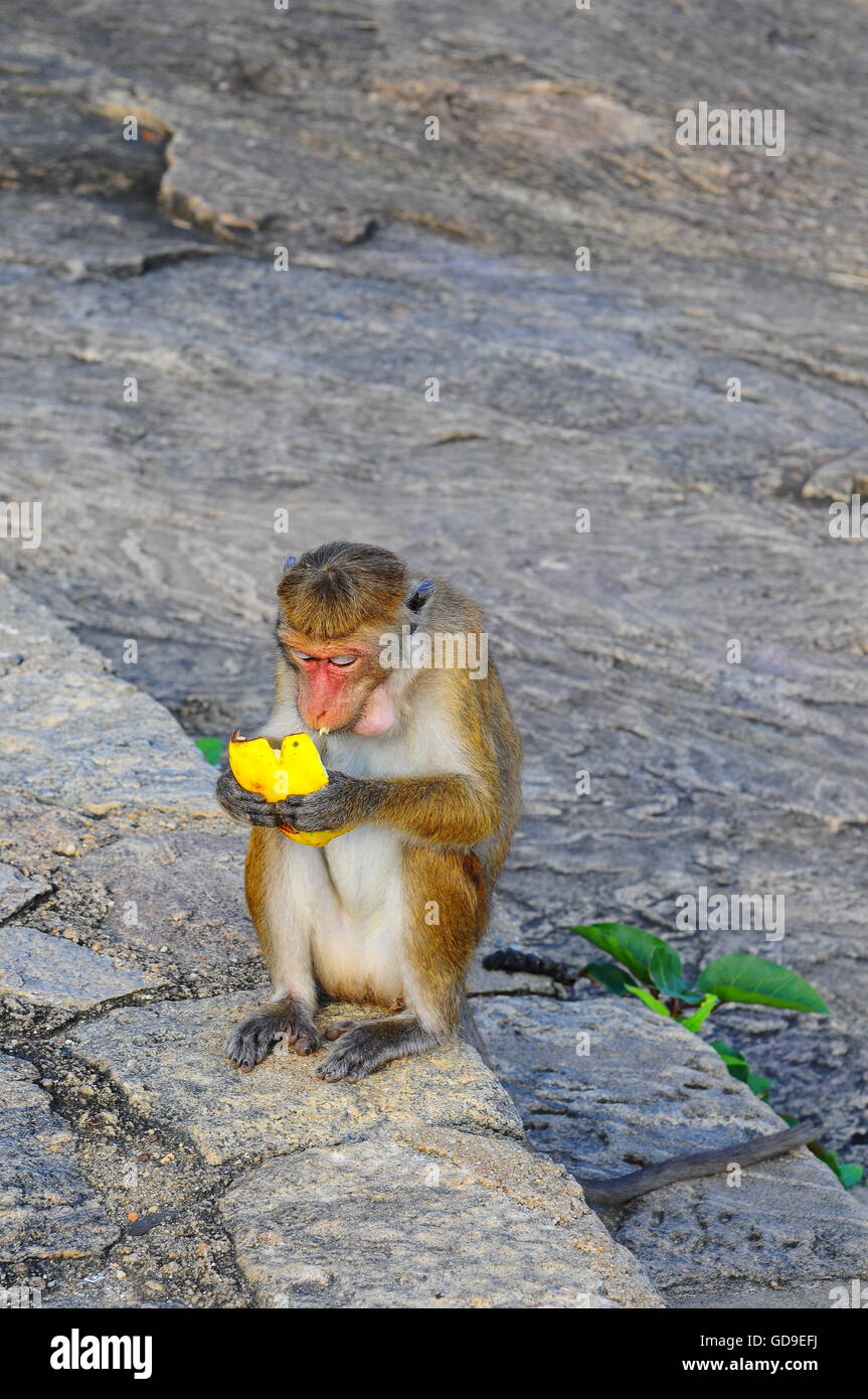 Sri lanka monkey Banque de photographies et d’images à haute résolution ...