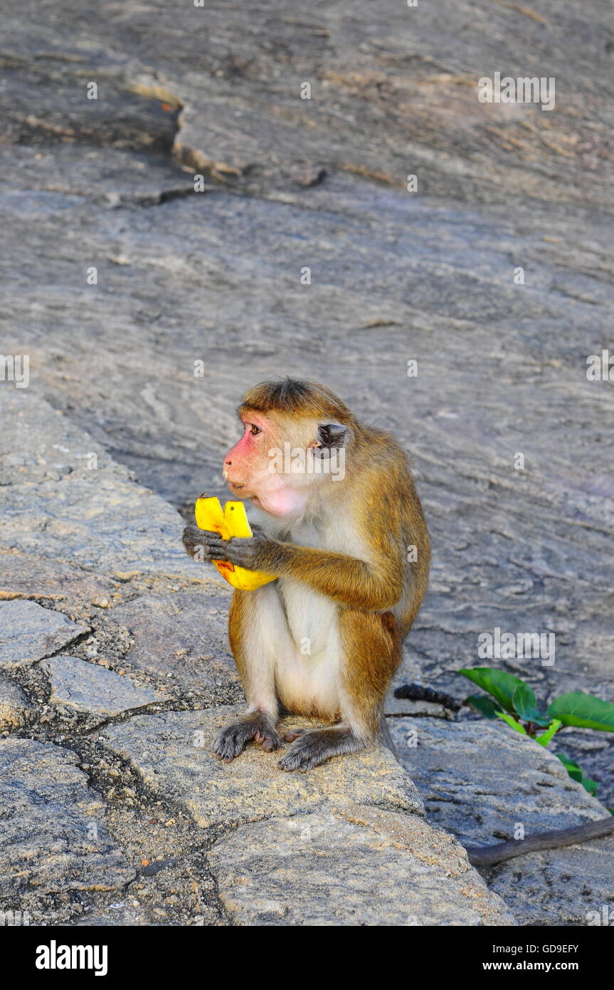 Singe banane Banque de photographies et d’images à haute résolution - Alamy