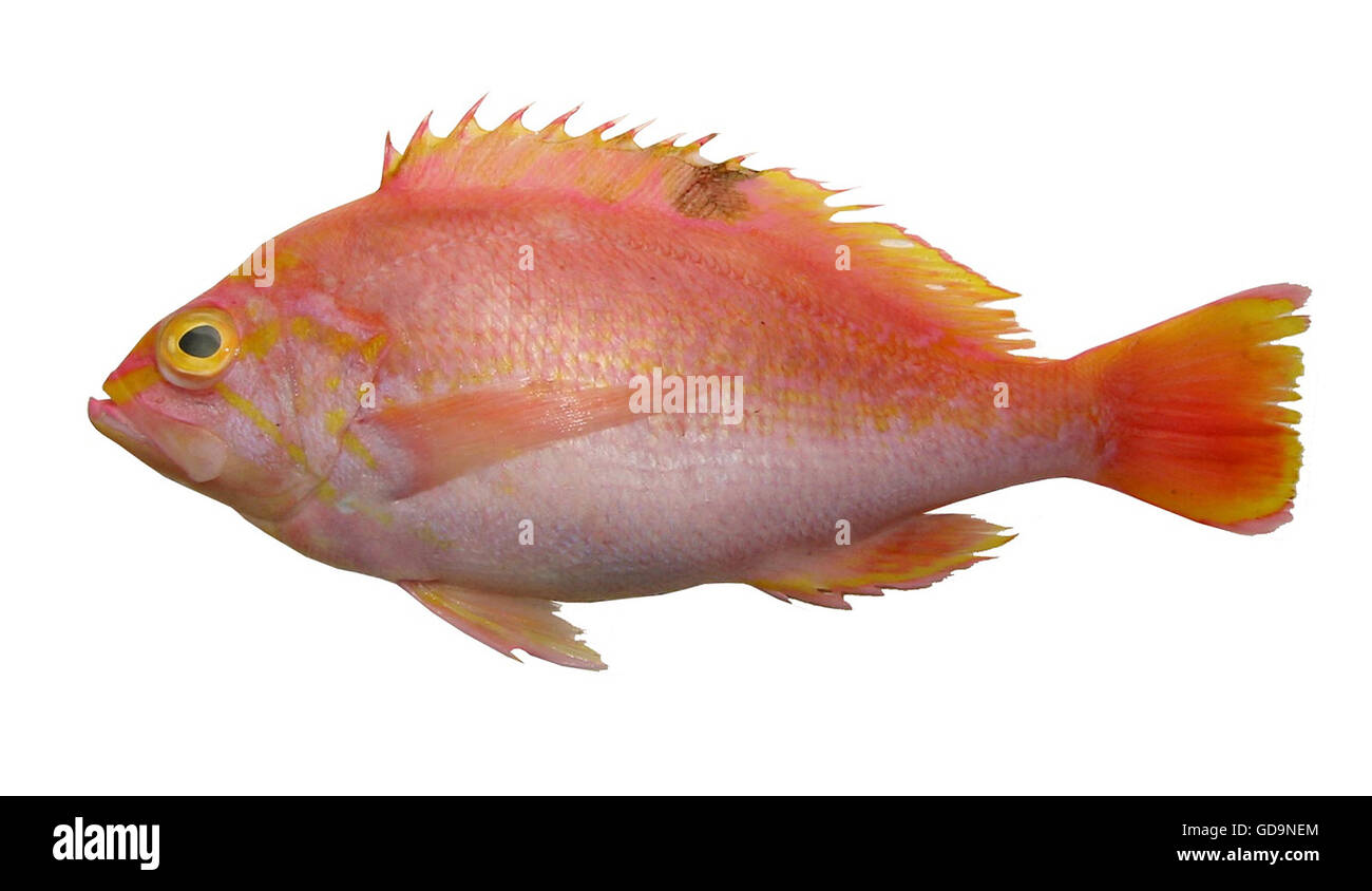 Poisson lingue Banque de photographies et d’images à haute résolution - Alamy
