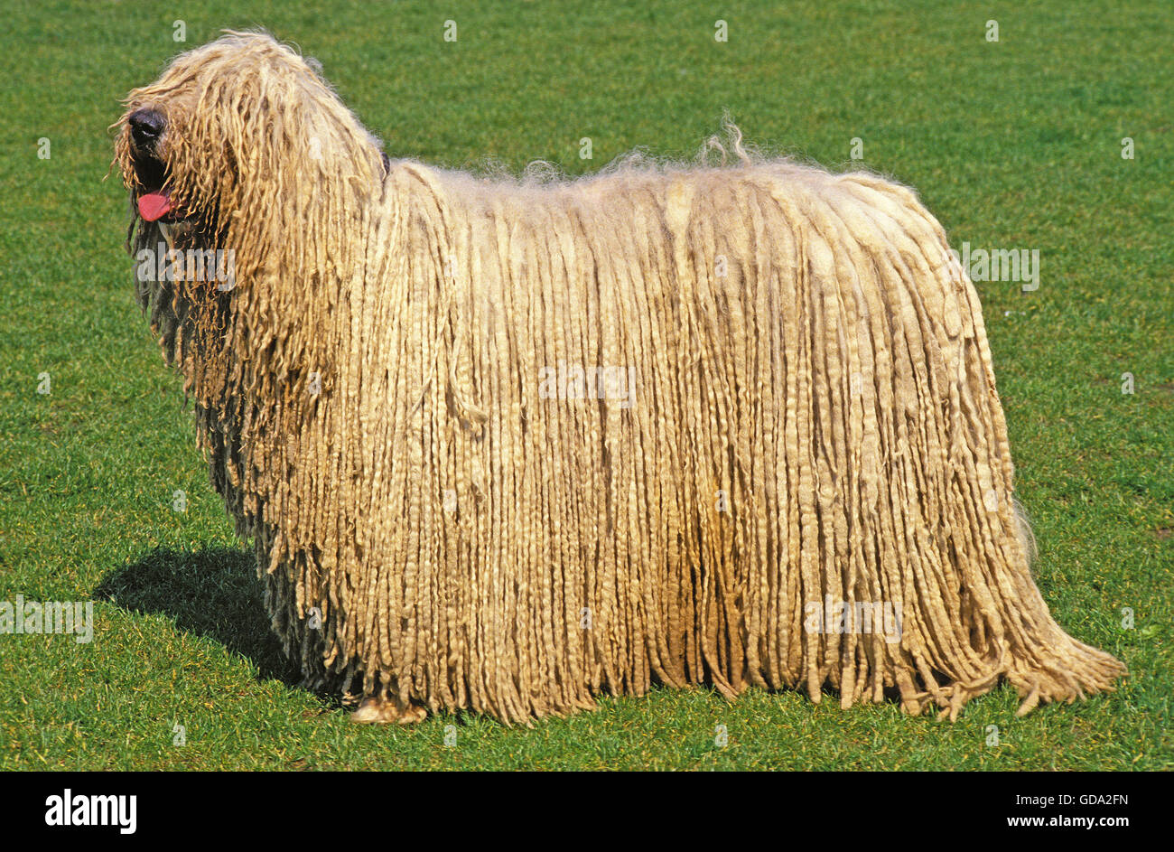 Chien de komondor Banque de photographies et d’images à haute ...