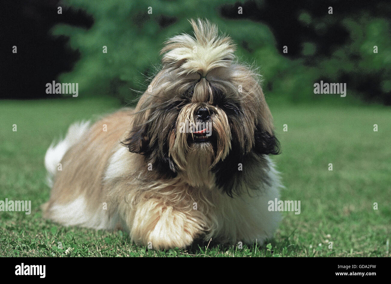 Shih tzu adult Banque de photographies et d’images à haute résolution ...