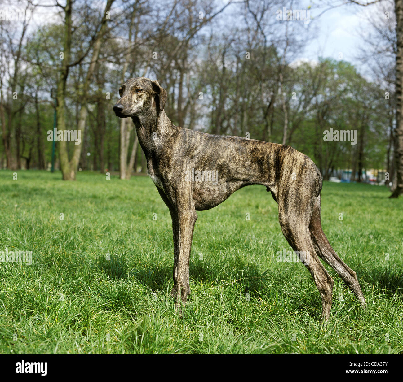 Sloughi Dog Banque d'image et photos - Alamy