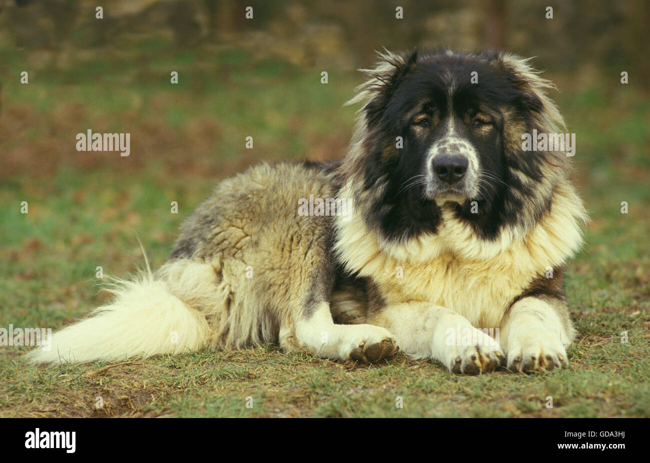 Chien de berger du Caucase, race de la Russie Photo Stock - Alamy