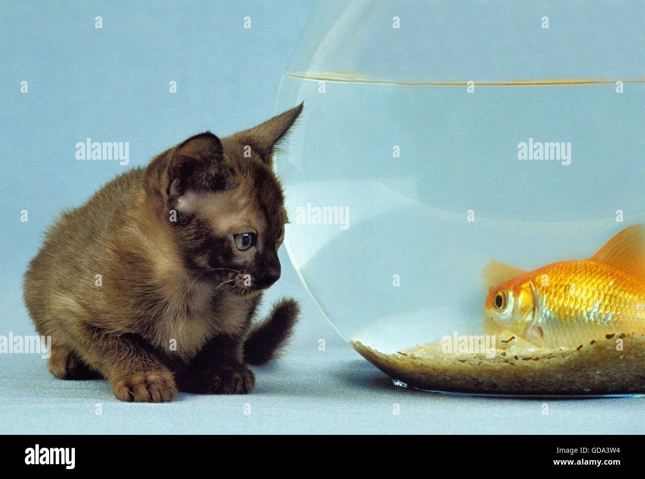 Chaton avec poisson rouge en aquarium Banque de photographies et d ...