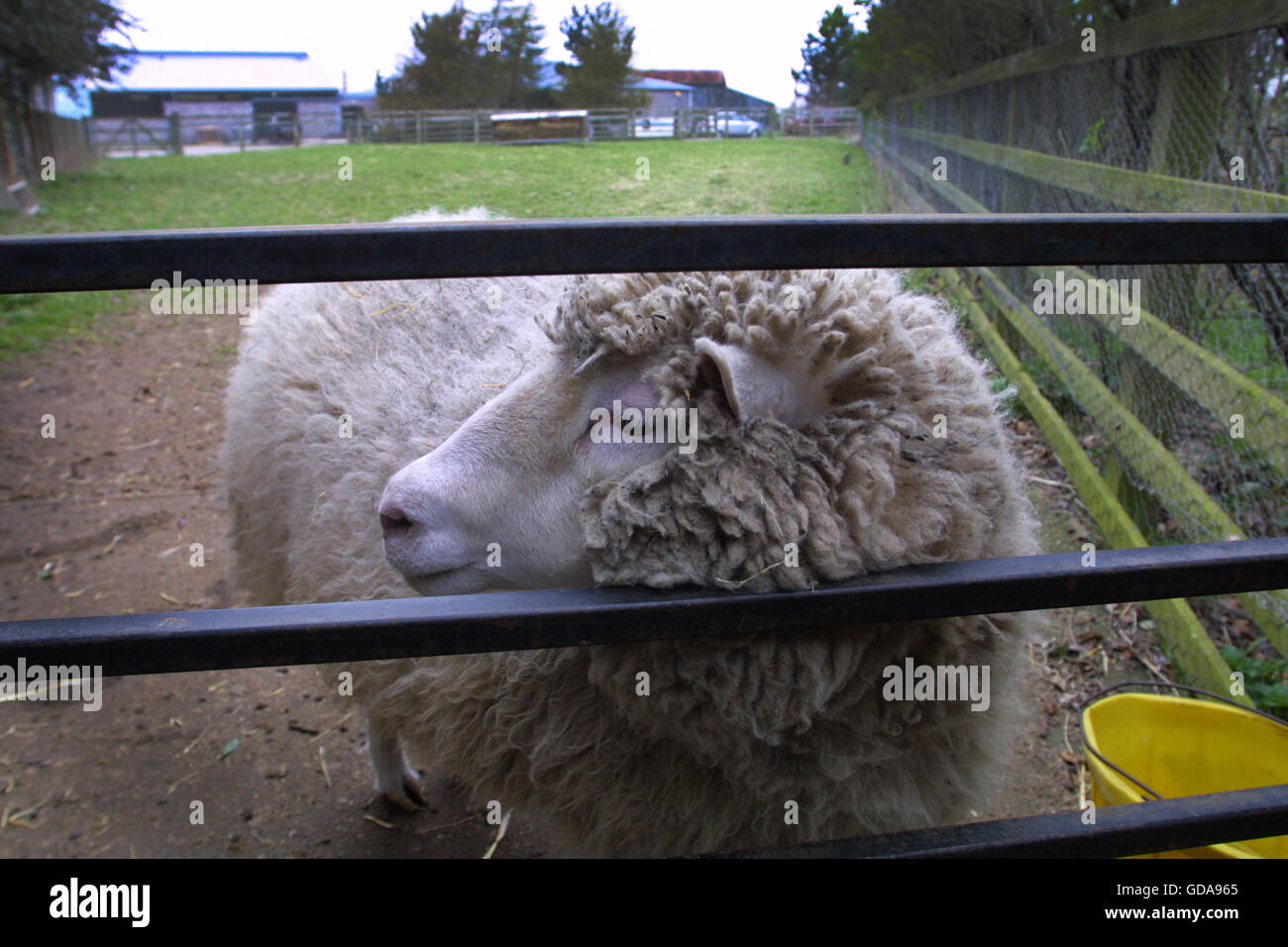 Dolly, la première brebis clonée, à l'Institut Roslin près d'Édimbourg ...