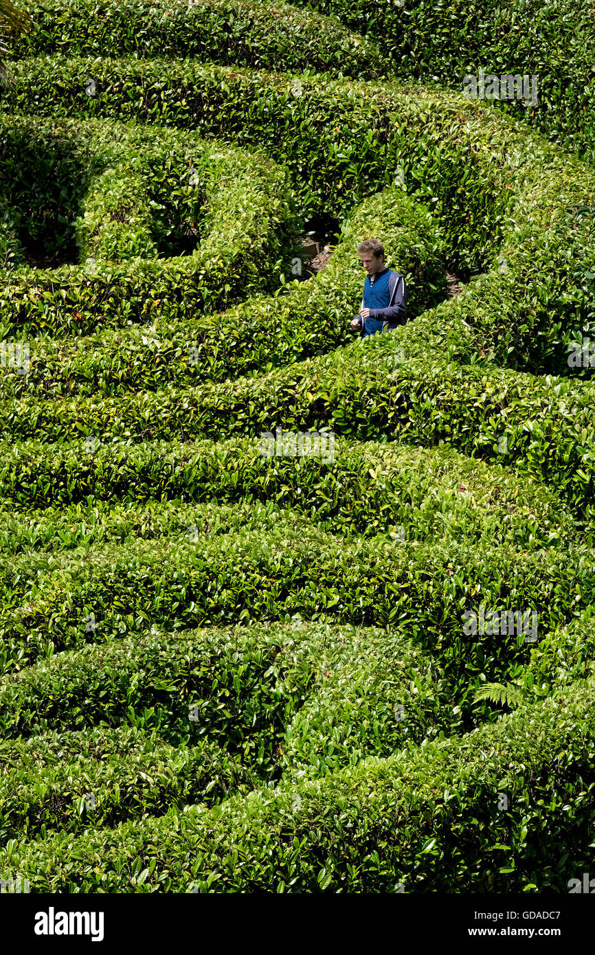 Une personne perdue dans un labyrinthe de lauriers Photo Stock - Alamy