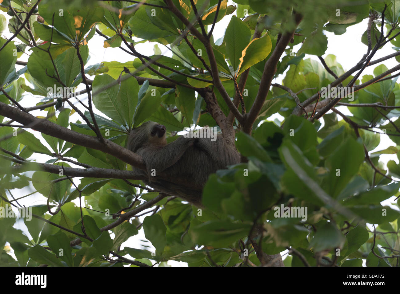 Costa Rica, Puntarenas, Faultiere, Savegre (Folivora, également ...
