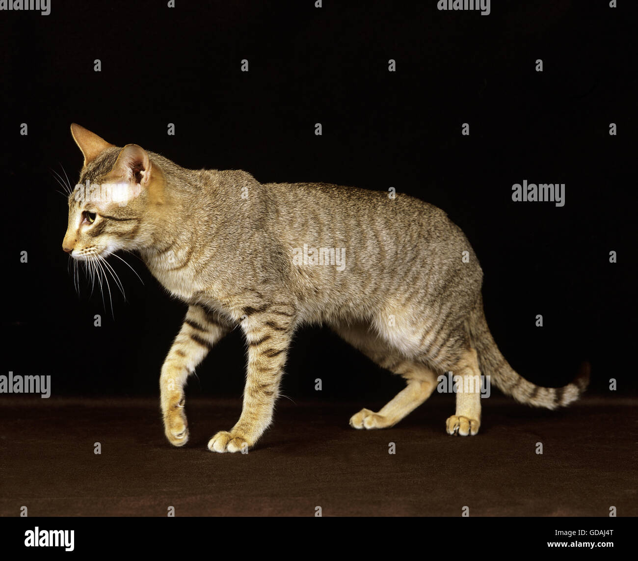 Chat oriental tabby brun Banque de photographies et d’images à haute ...