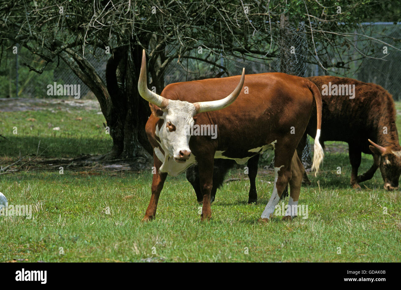 Race de vaches à longues cornes Banque de photographies et d’images à ...