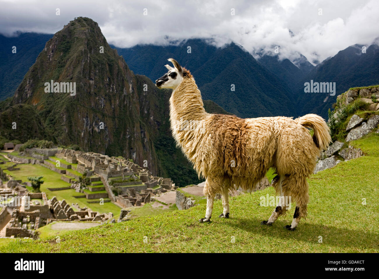 Lama incas Banque de photographies et d’images à haute résolution - Alamy