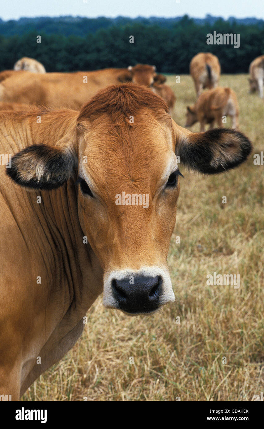 Parthenaise cow french cattle breed Banque de photographies et d’images ...