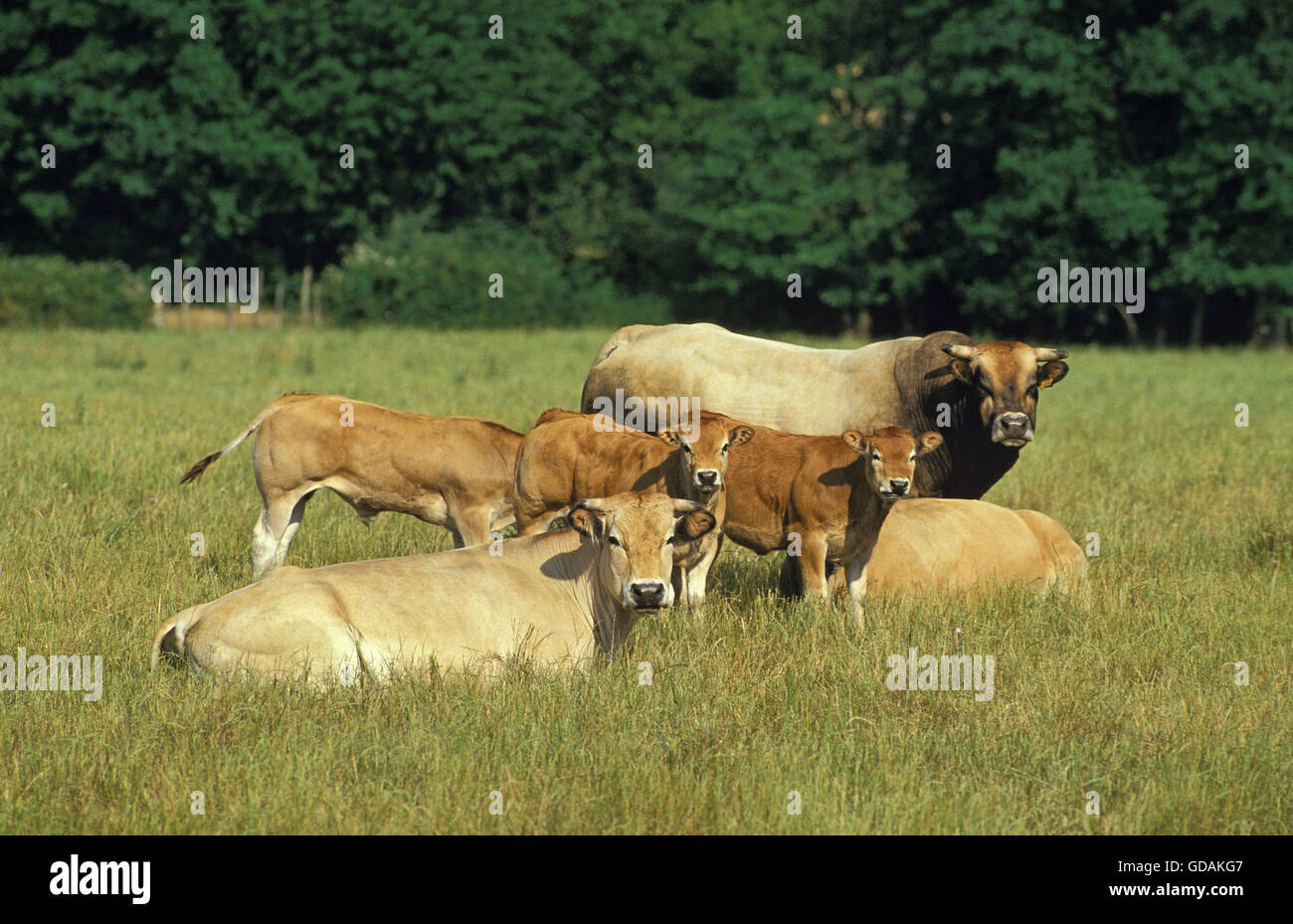 Parthenaise cattle Banque de photographies et d’images à haute ...