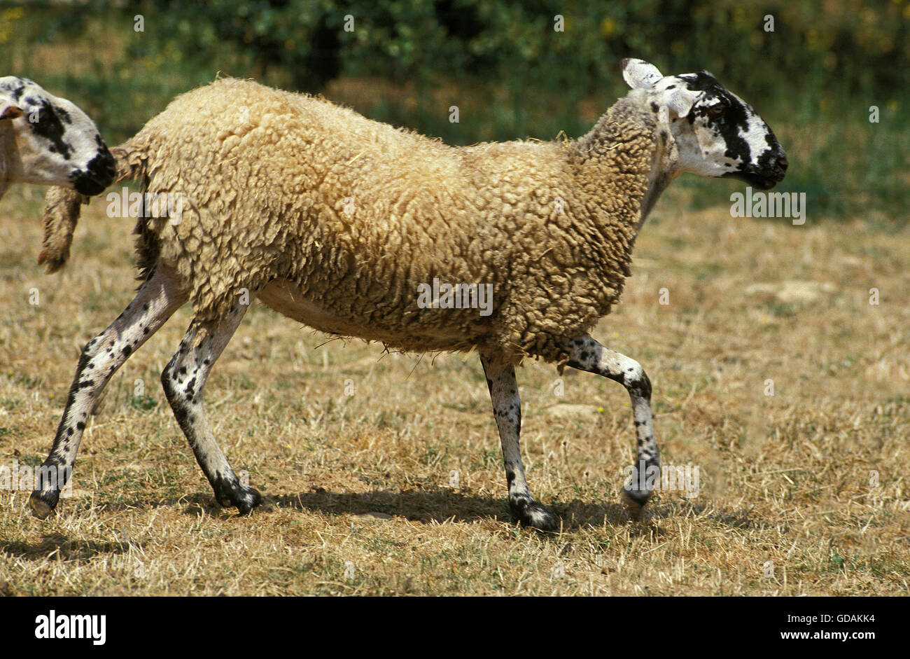 Race de mouton français Banque de photographies et d’images à haute ...