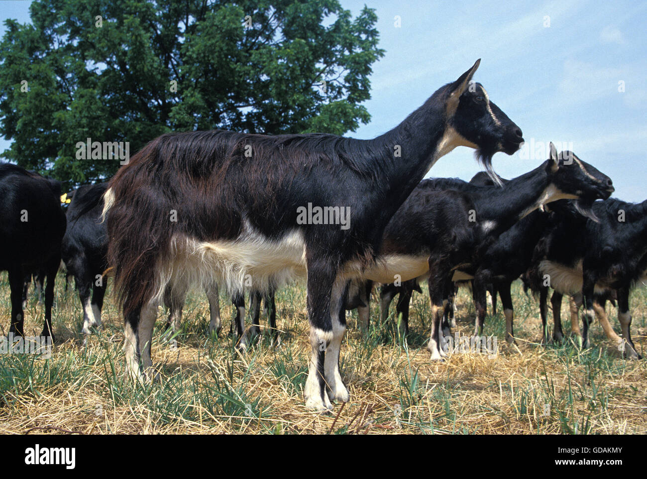 Goat breed Banque de photographies et d’images à haute résolution - Alamy