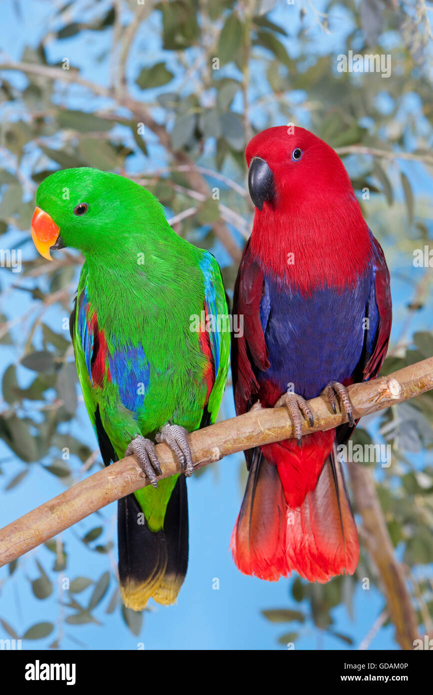 Perroquet eclectus roratus Eclectus, mâle, femelle avec on Branch Photo ...