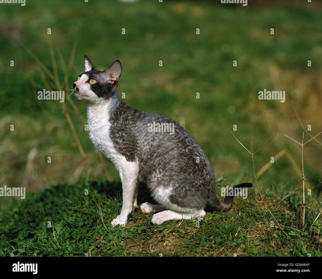 Cornish rex Banque de photographies et d’images à haute résolution - Alamy
