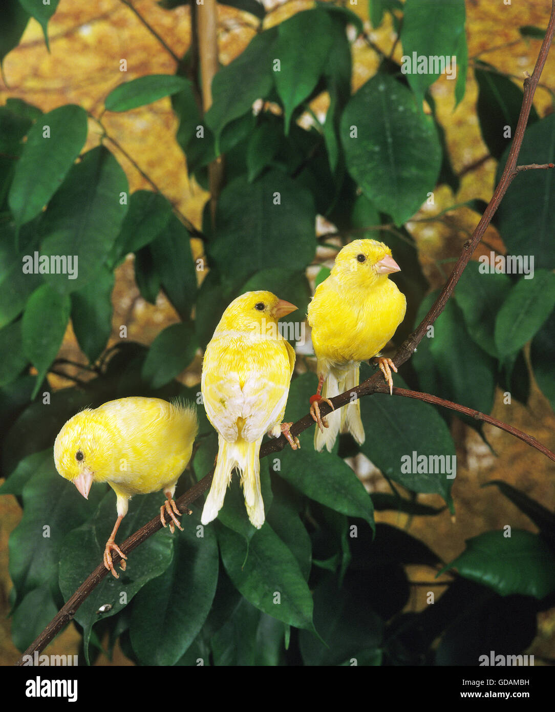 Canari jaunes, Serinus canaria, adultes sur Branch Photo Stock - Alamy