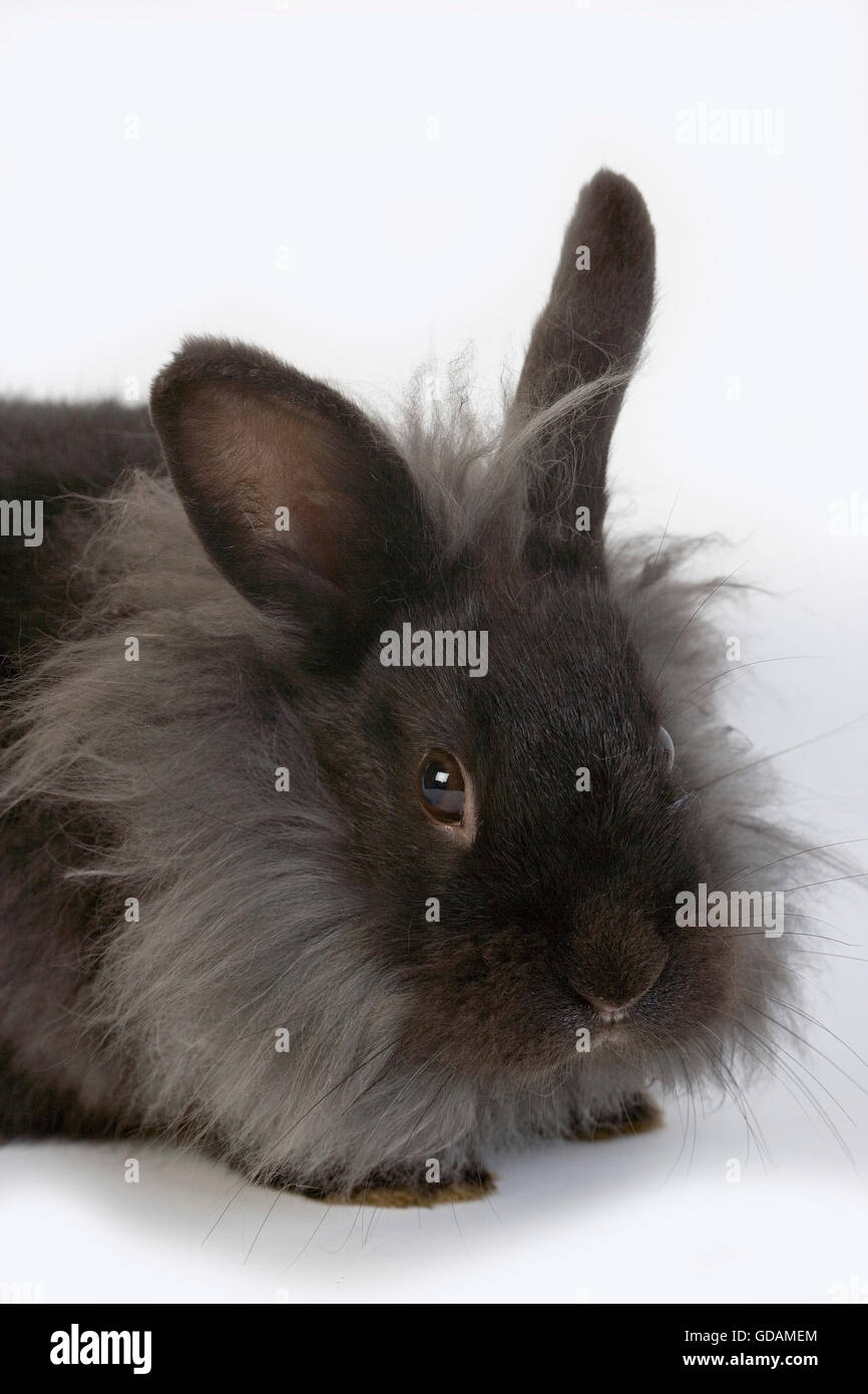 Nain noir Banque de photographies et d’images à haute résolution - Alamy