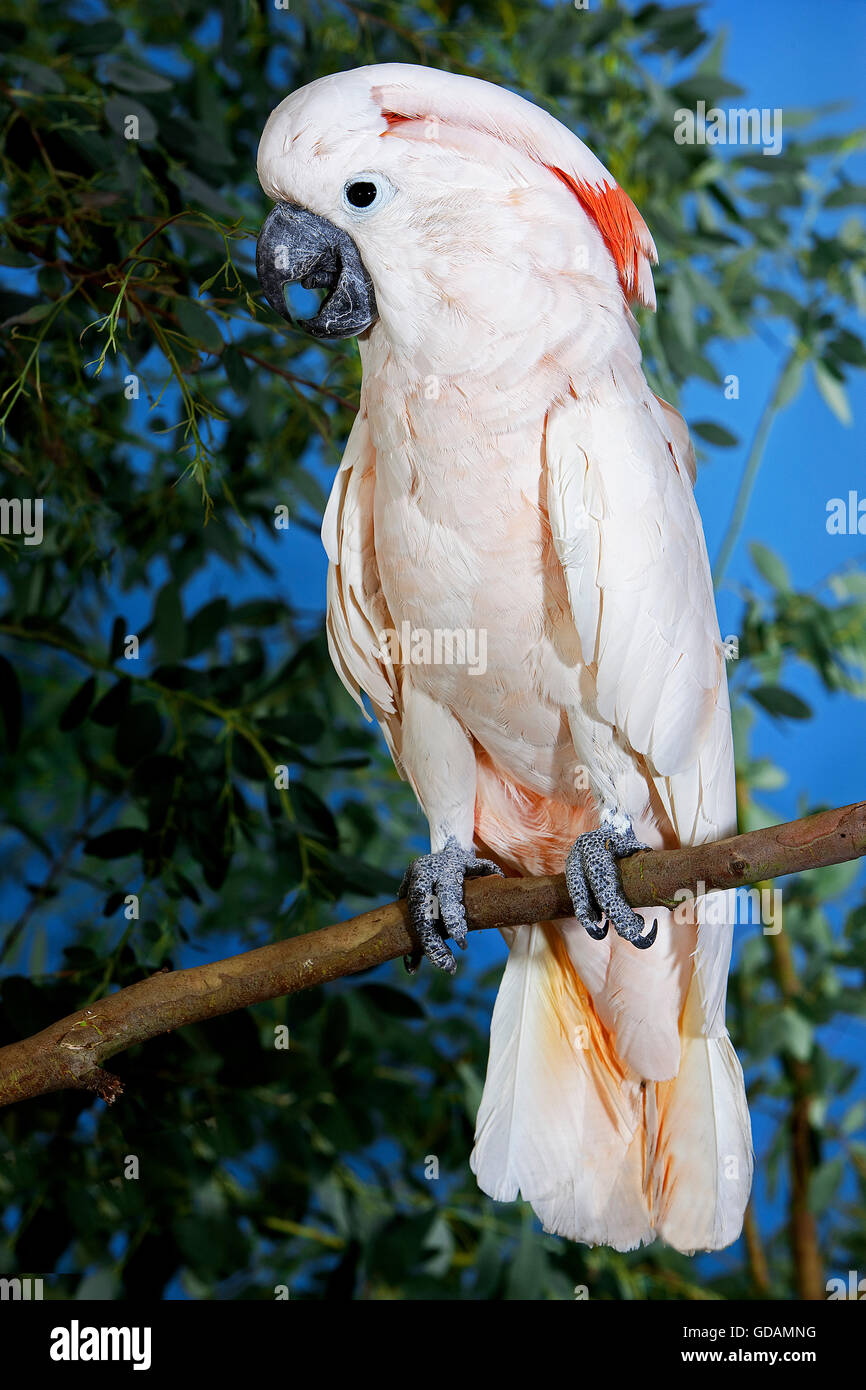 Cacatua Moluccensis Banque d'image et photos - Alamy
