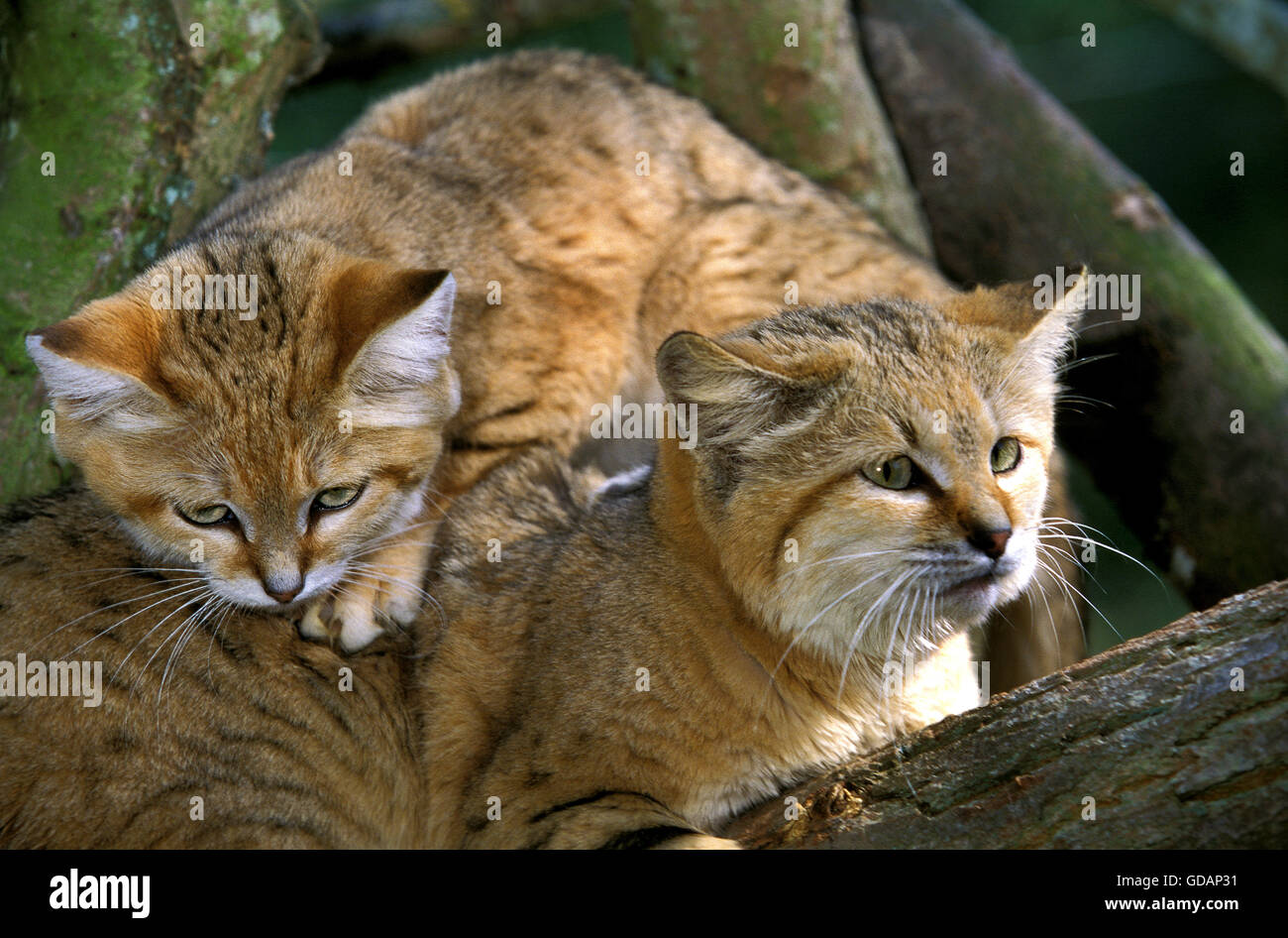 Chat de sable felis margarita Banque de photographies et d’images à ...