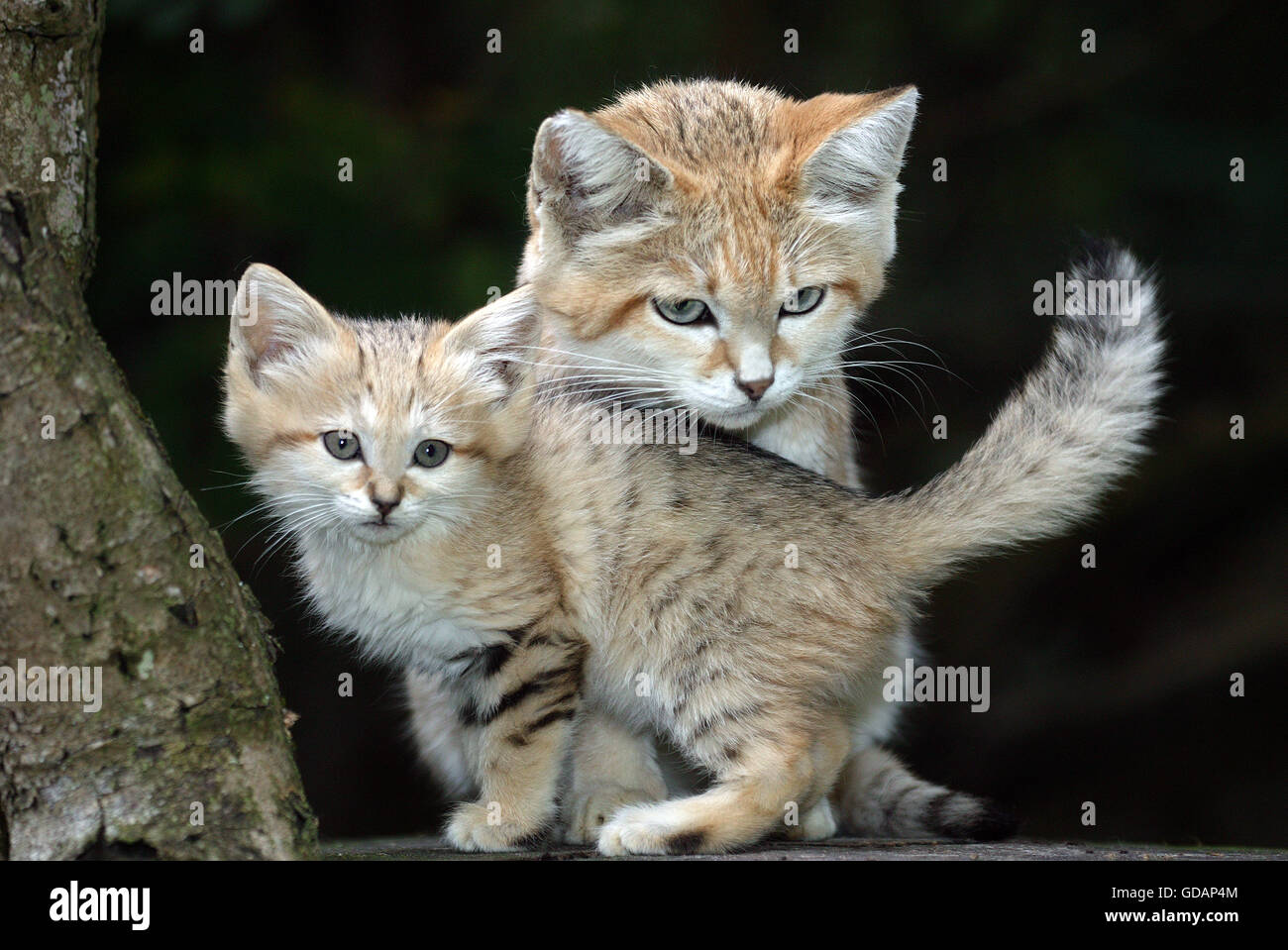 Chat de sable felis margarita Banque de photographies et d’images à ...