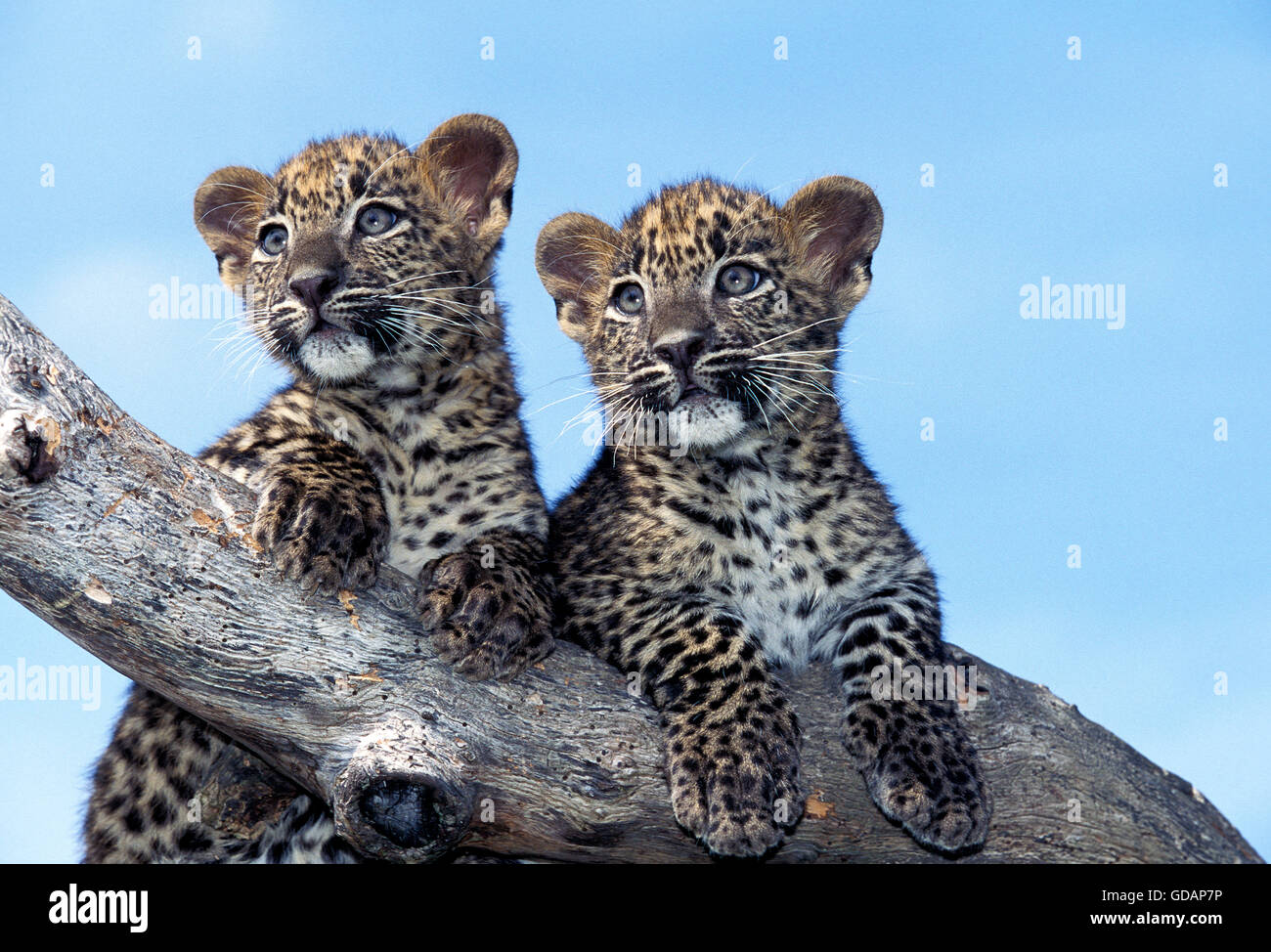 African leopard cub portrait Banque de photographies et d’images à ...