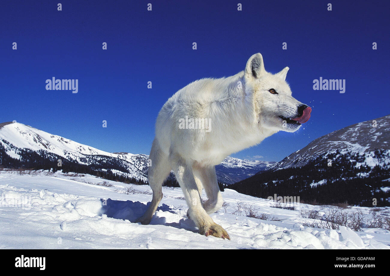 Neige sur le nez Banque de photographies et d’images à haute résolution ...