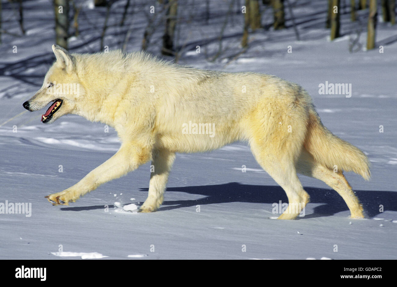 Loup arctique canis lupus tundrarum Banque de photographies et d’images ...