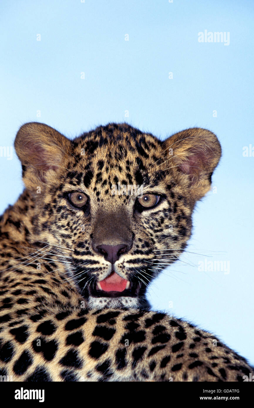 African leopard cub portrait Banque de photographies et d’images à ...