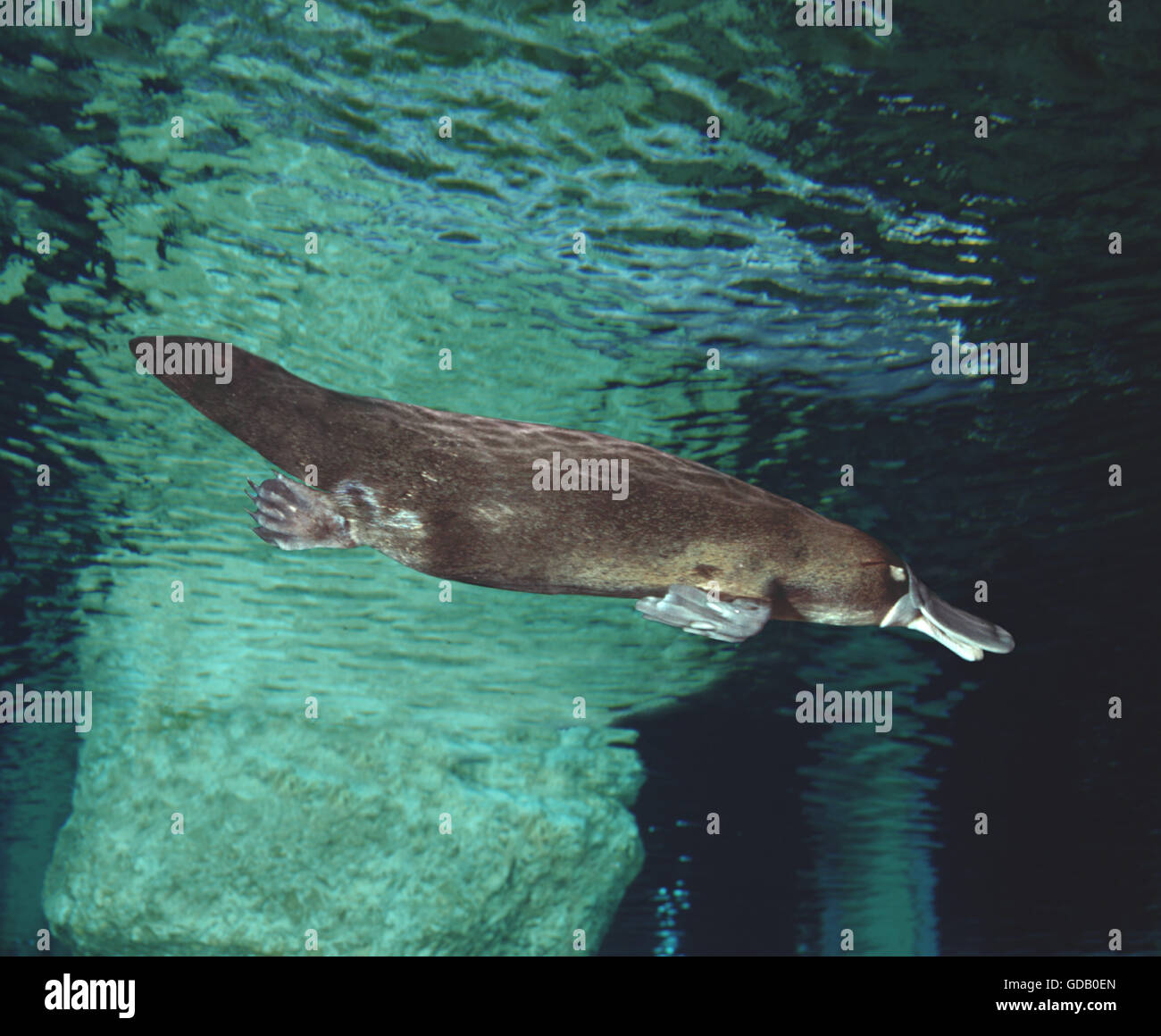 Ornithorhynchus Anatinus Ornithorynque Banque d'image et photos - Alamy