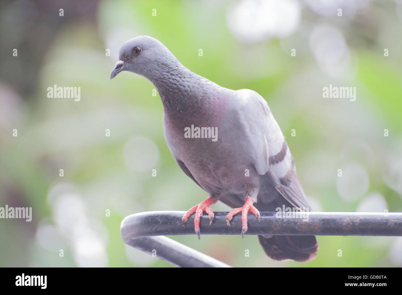 Pigeon columbidae Banque de photographies et d’images à haute ...