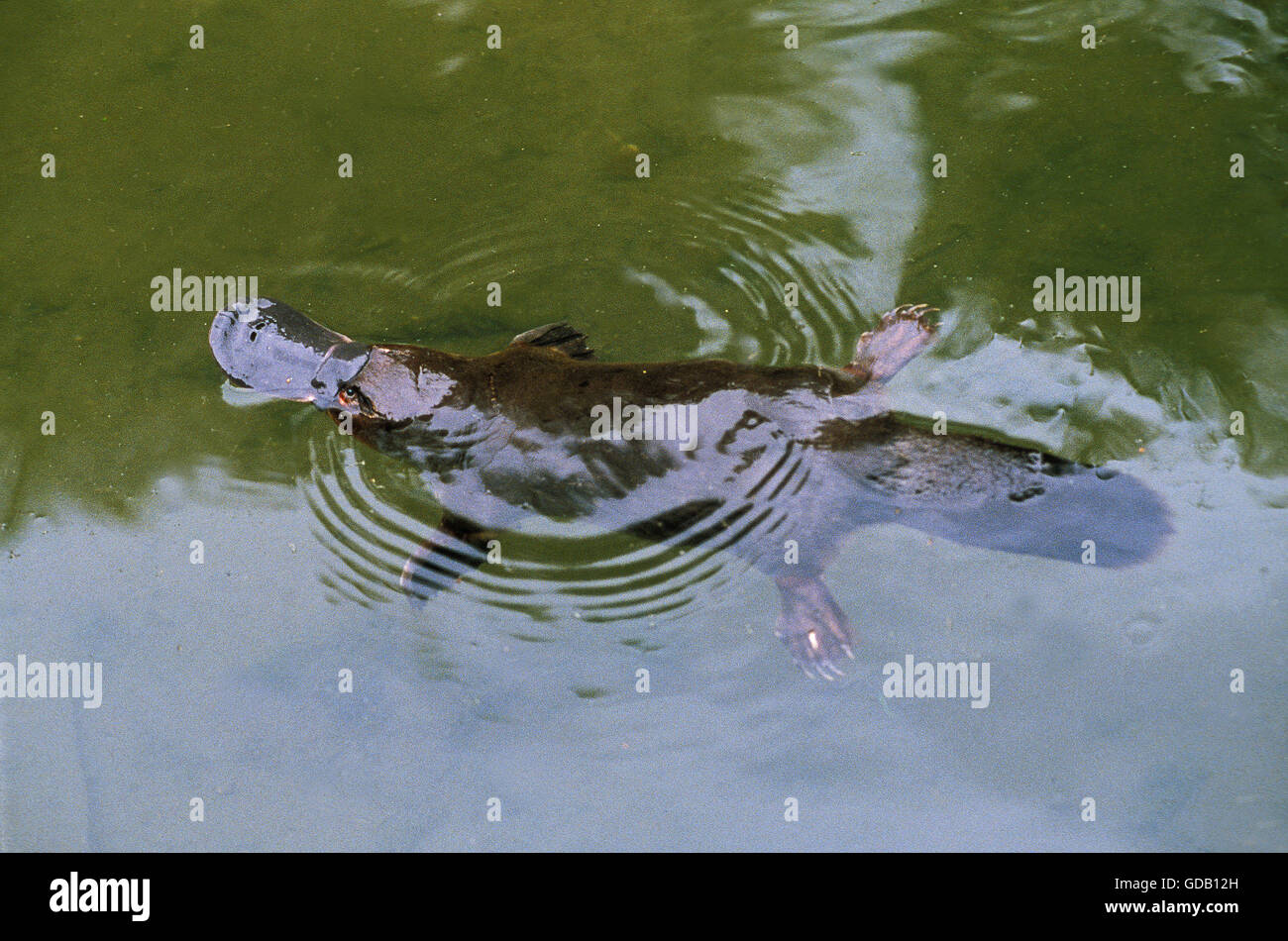 Ornithorhynchus anatinus Banque de photographies et d’images à haute ...