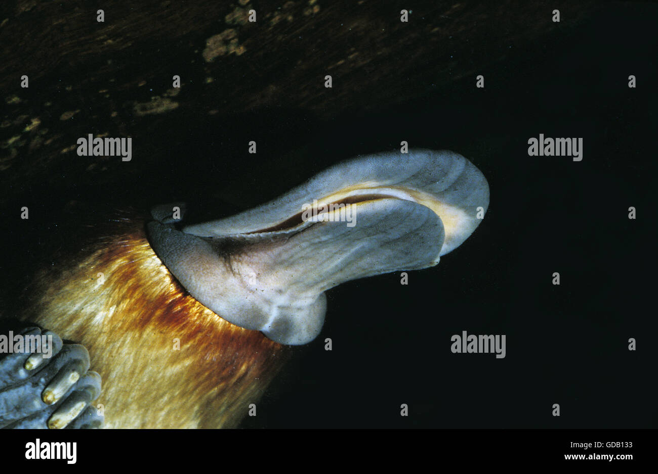 Ornithorhynchus Anatinus Ornithorynque Banque d'image et photos - Alamy