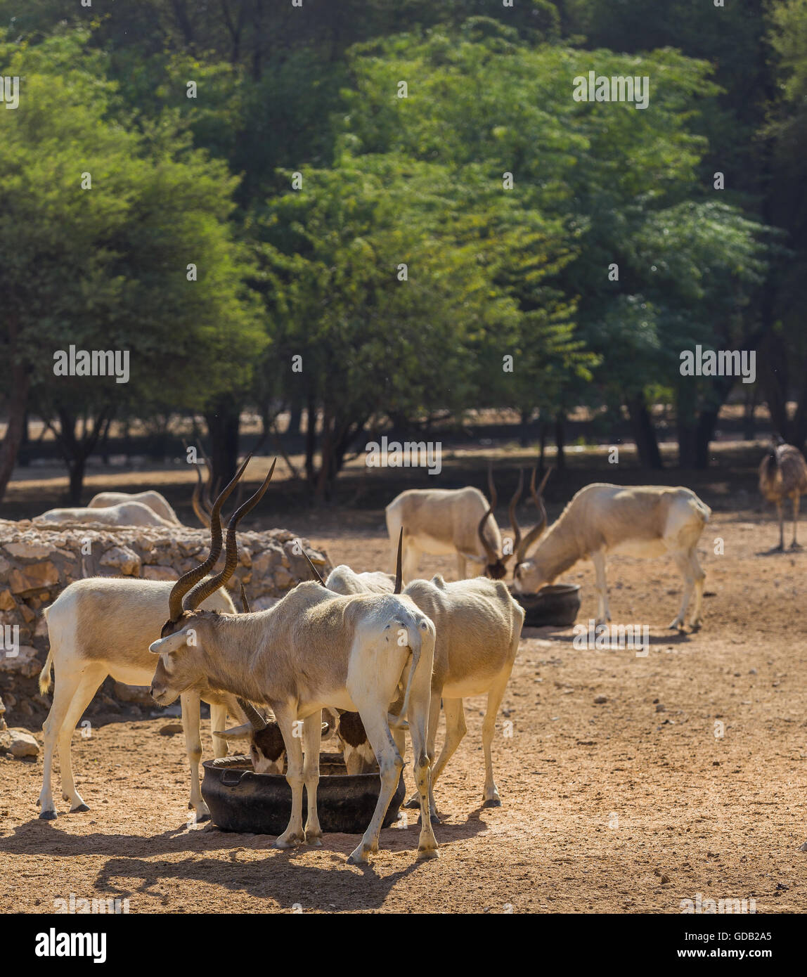 Qatar zoo Banque de photographies et d’images à haute résolution - Alamy