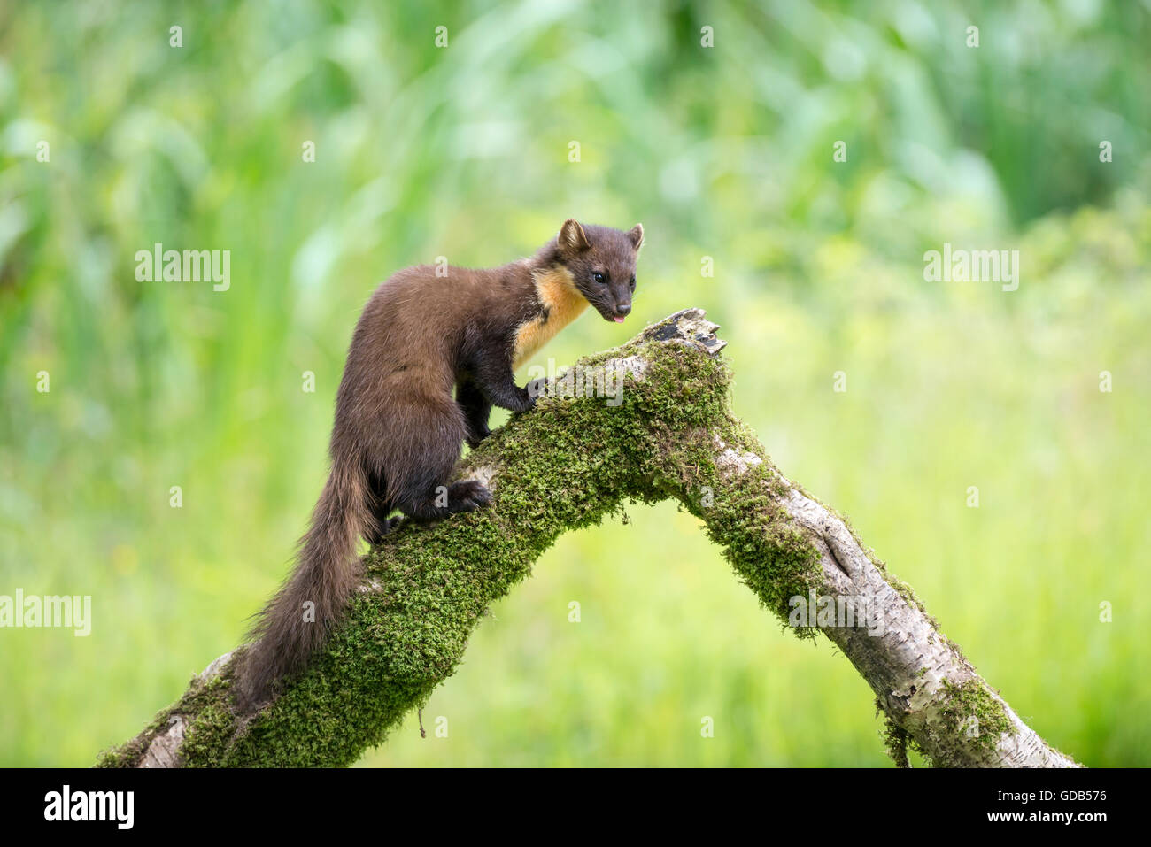 Martre animal Banque de photographies et d’images à haute résolution ...
