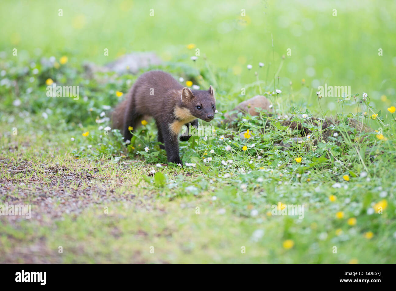Martre animal Banque de photographies et d’images à haute résolution ...