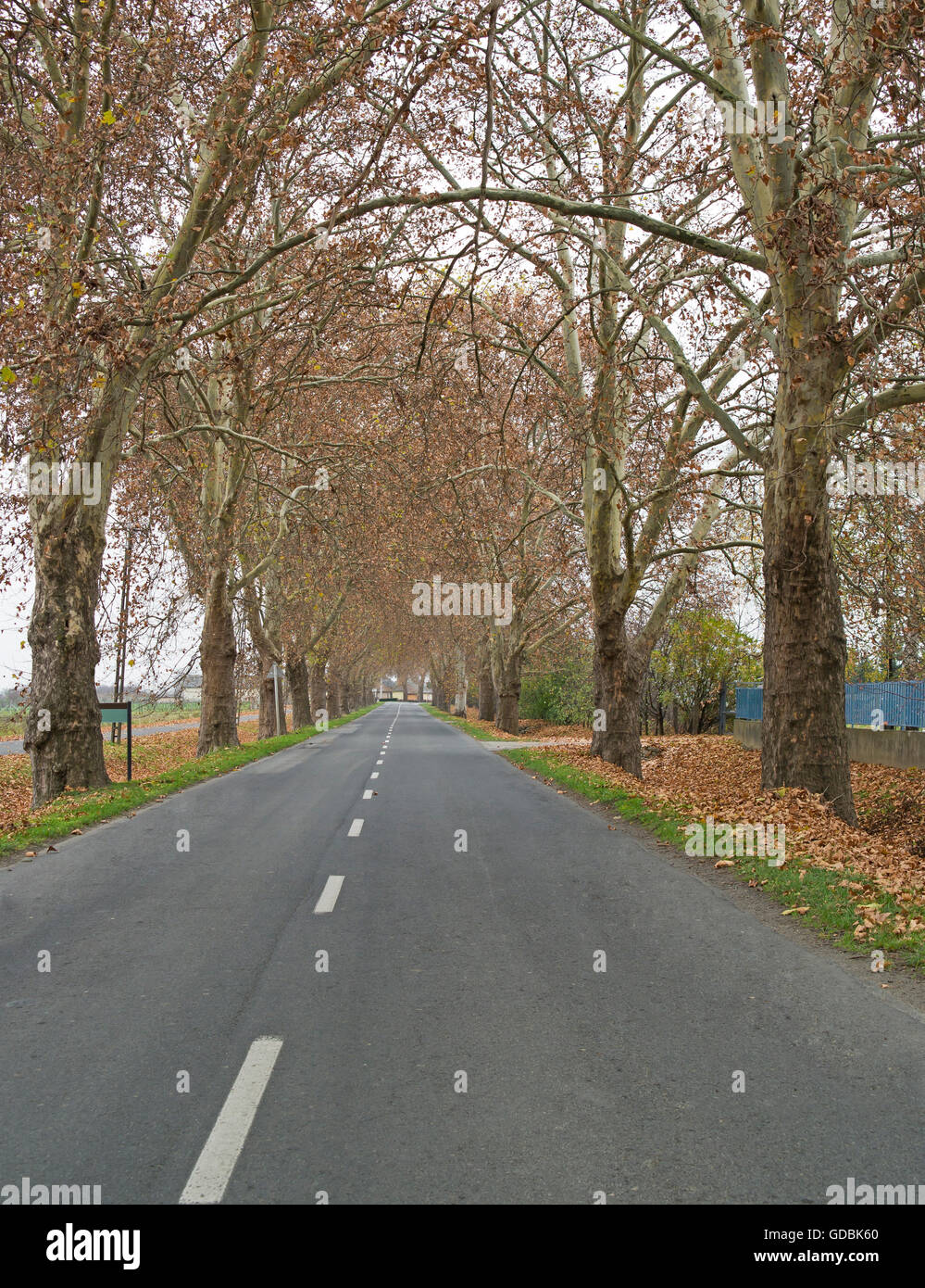 Sycamores autumn Banque de photographies et d’images à haute résolution ...