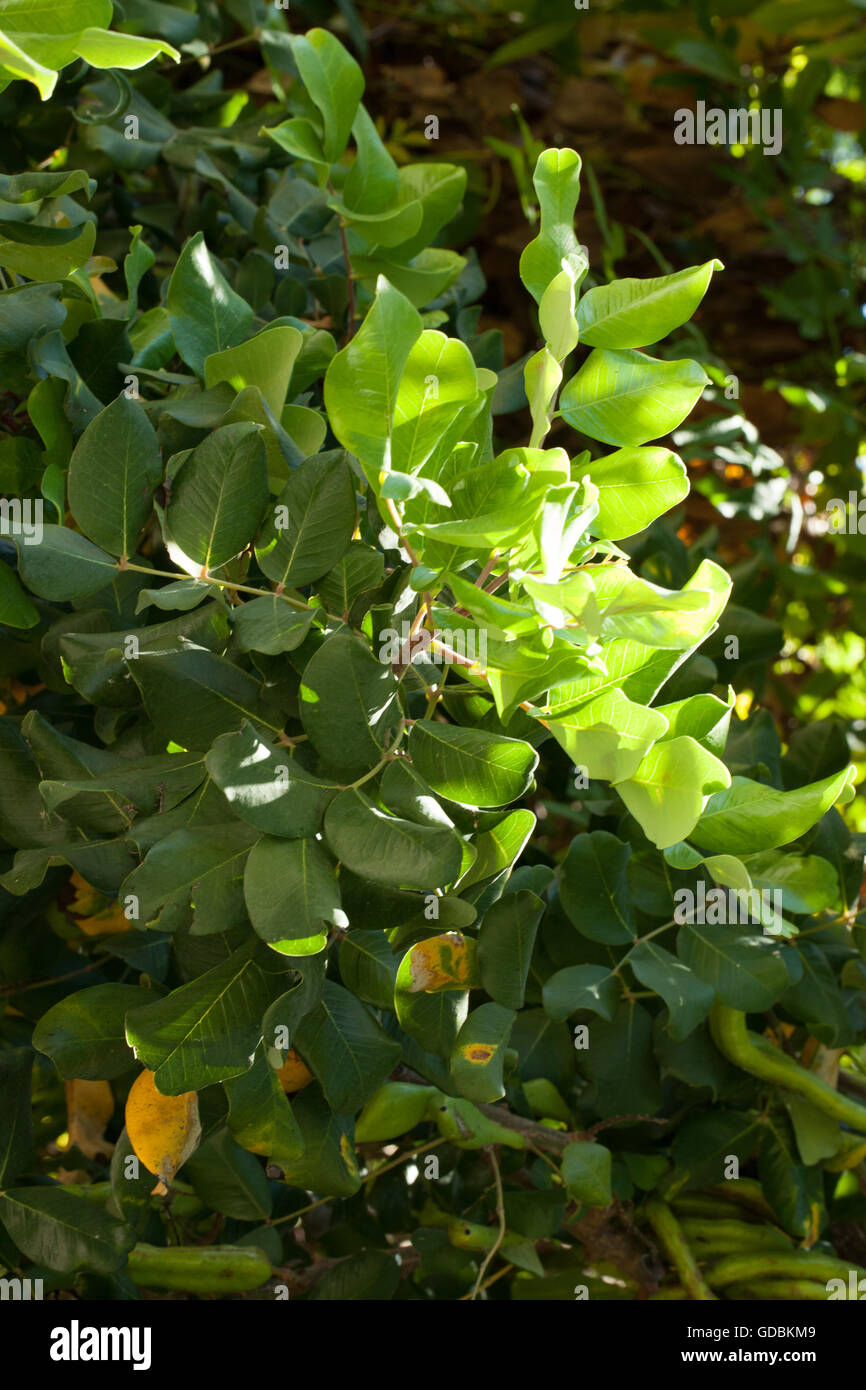 Ceratonia siliqua Banque de photographies et d’images à haute ...