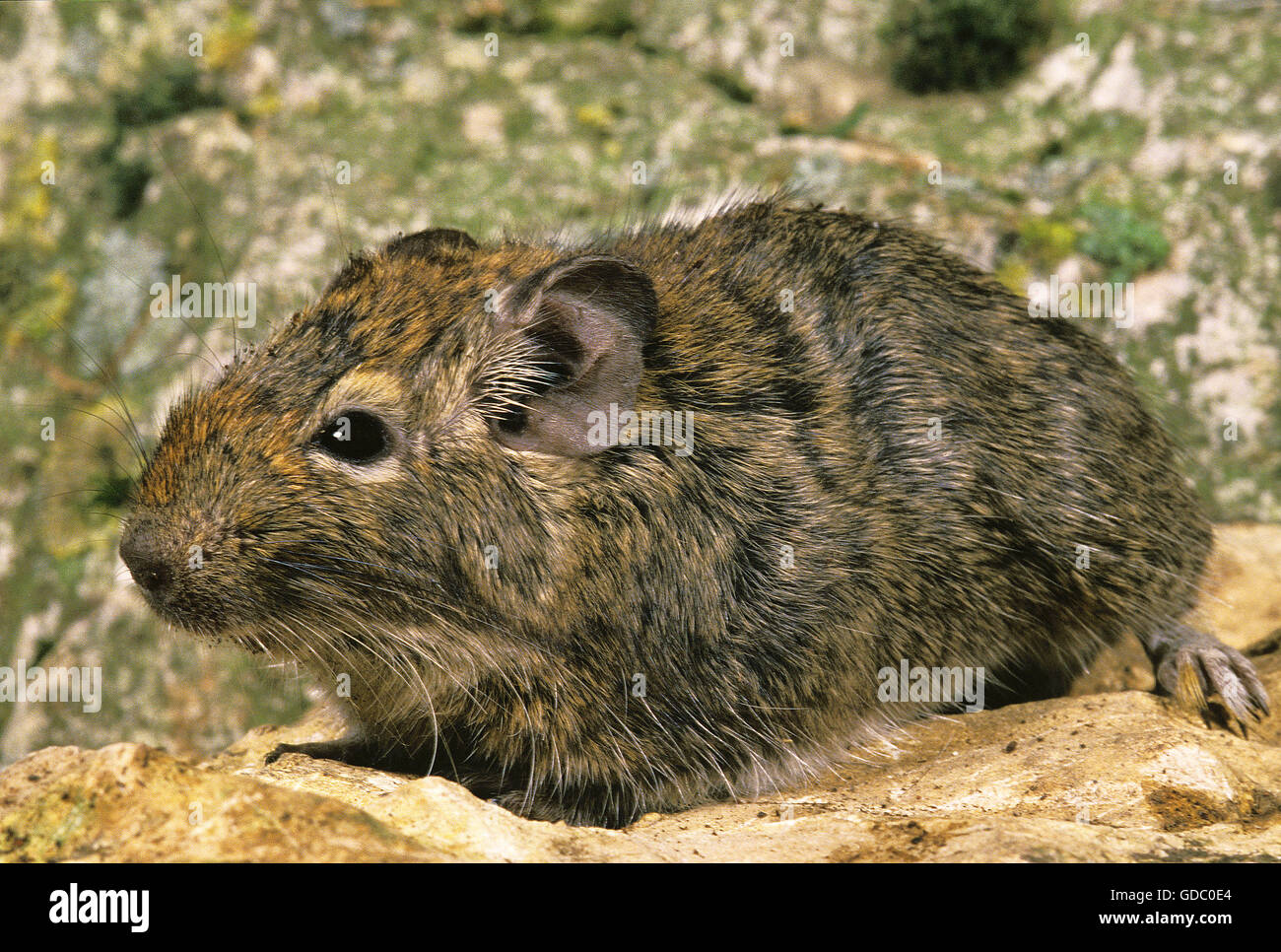 Degu ou octodon degus de rat chilien Banque de photographies et d ...