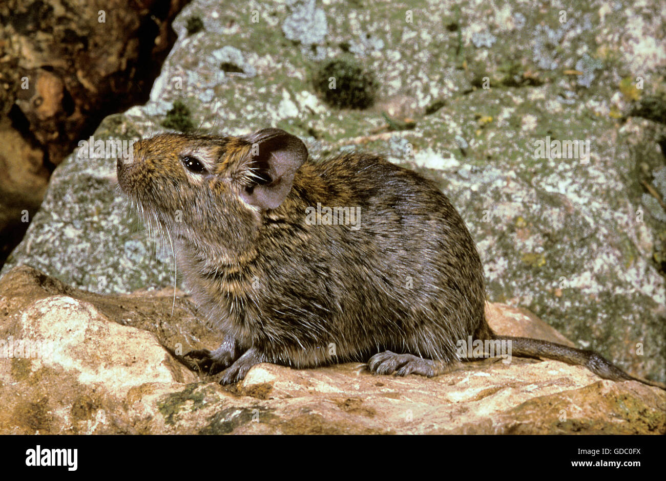 Degu ou octodon degus de rat chilien Banque de photographies et d ...