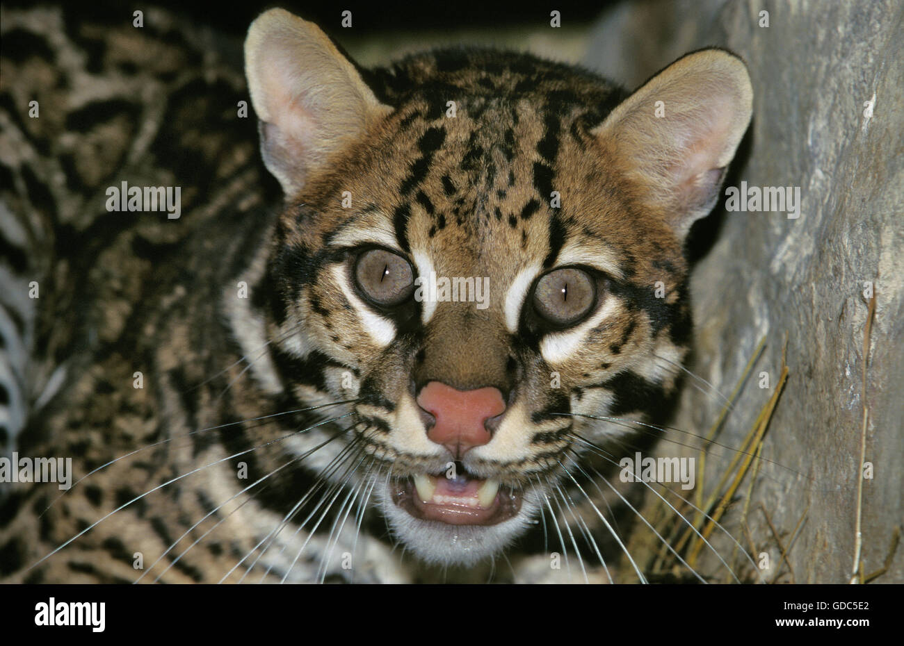 Ocelot head Banque de photographies et d’images à haute résolution - Alamy