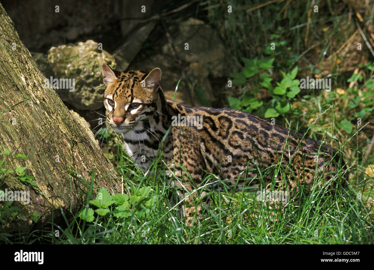 L'ocelot, leopardus pardalis Photo Stock - Alamy